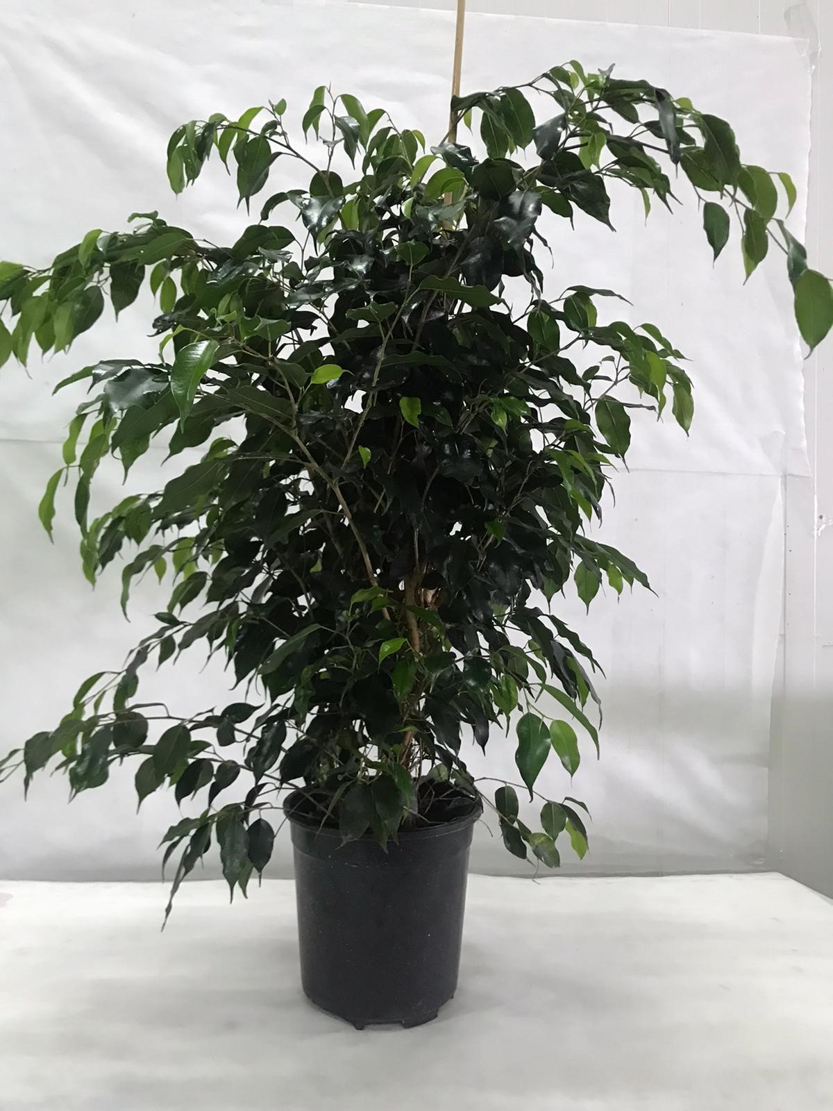 ficus-01 – Ender Tarım